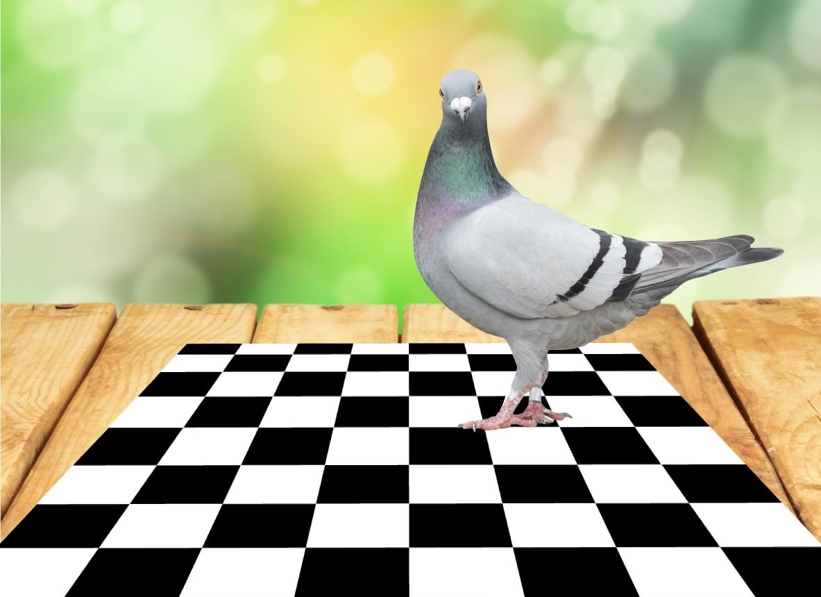 Playing Chess with a Pigeon – Benjamin Kirkby